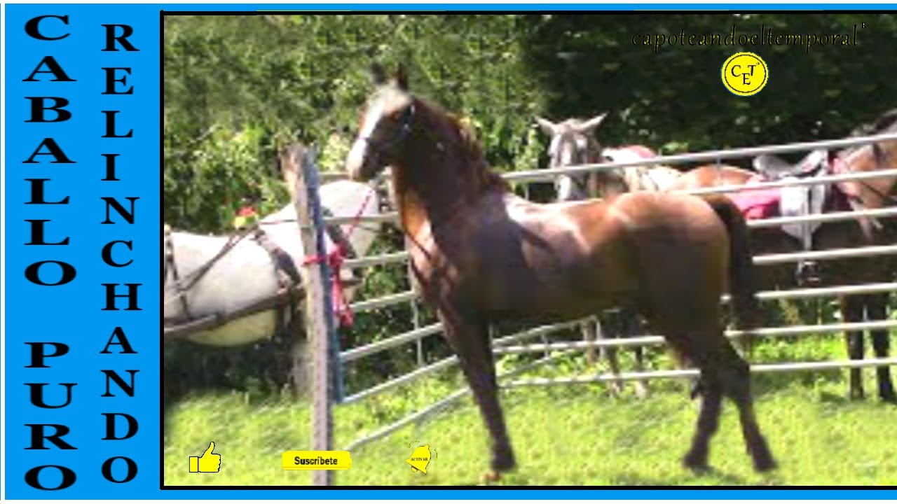 CABALLO PURO RELINCHANDO - YouTube