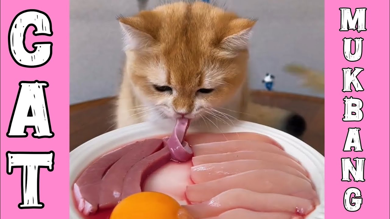 Hungry Cat Mukbang | ASMR | #CatAndCuteASMR - YouTube