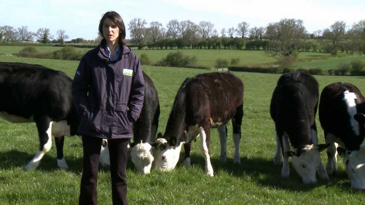 EBLEX suckler cow fertility guide: Part 3 - Heifer management - YouTube