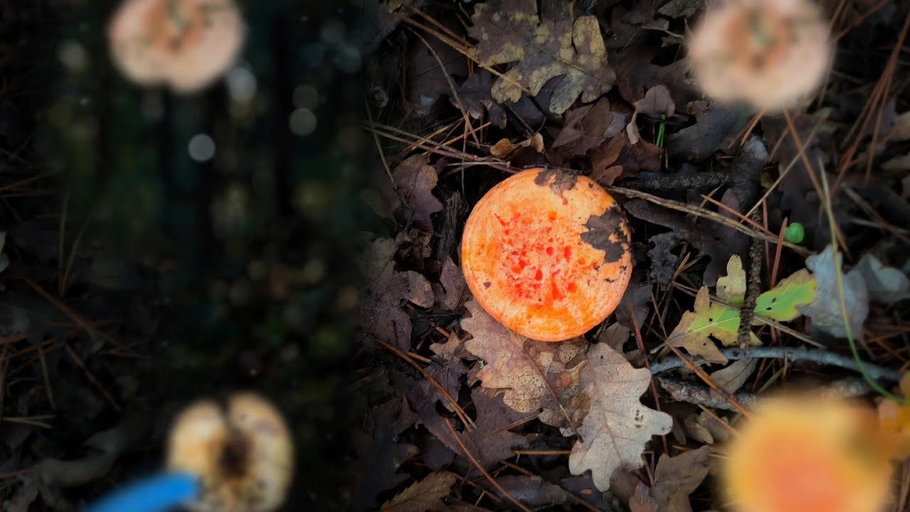 😱🥵 INCREDIBILE BUTTATA DI FUNGHI ROSITI • LACTARIUS DELICIOSUS ...