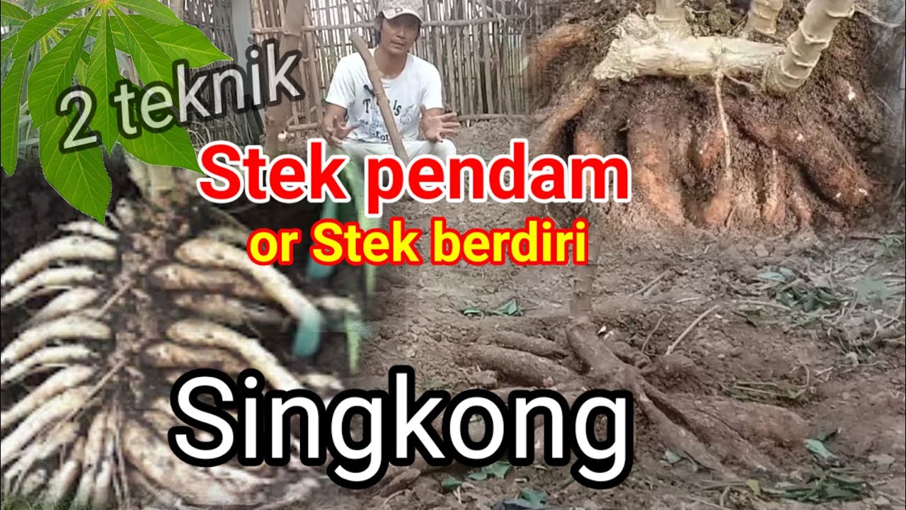 Menanam singkong stek berdiri vs stek terpendam mana yang lebih unggul ...