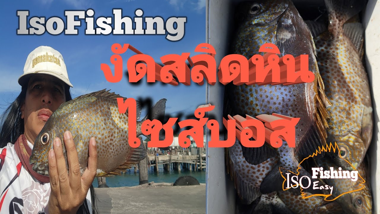 Isofishing งัดฝูงสลิดหินไซส์บอส ที่สะพานสร้อยทองคำ Ep.49 - YouTube