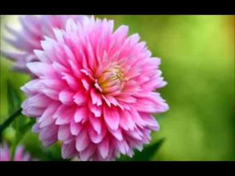 Music - Arabhi Ragam - 29th Mela Janyam - Thirsra Jathi Triputa Thalam ...