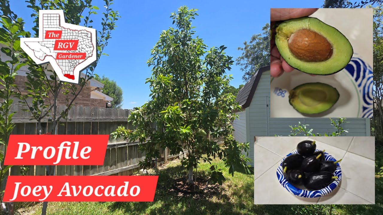 Joey Avocado Profile 🥑 || The RGV Gardener - YouTube