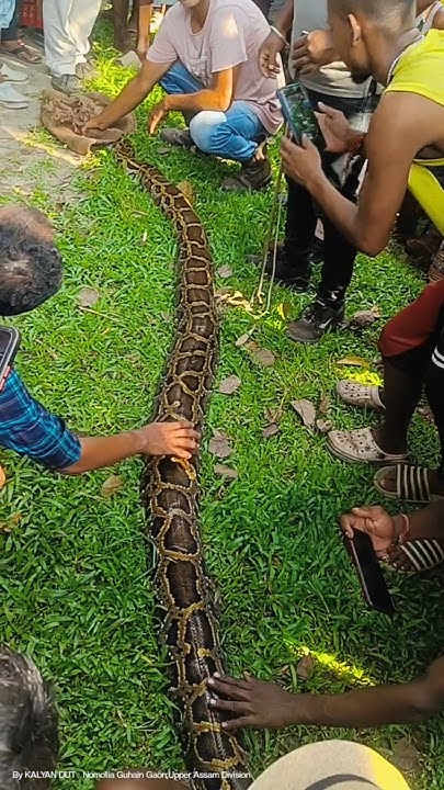 Great python #python #snake - YouTube