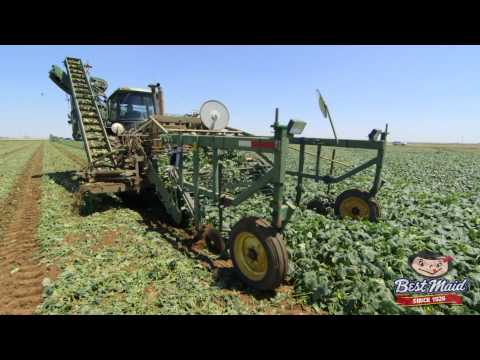 The Best Maid Pickle Farm