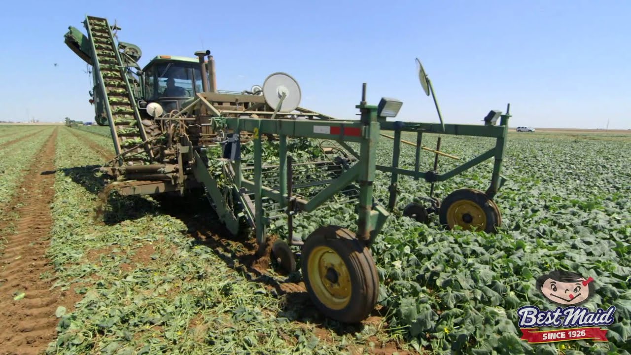 The Best Maid Pickle Farm - YouTube