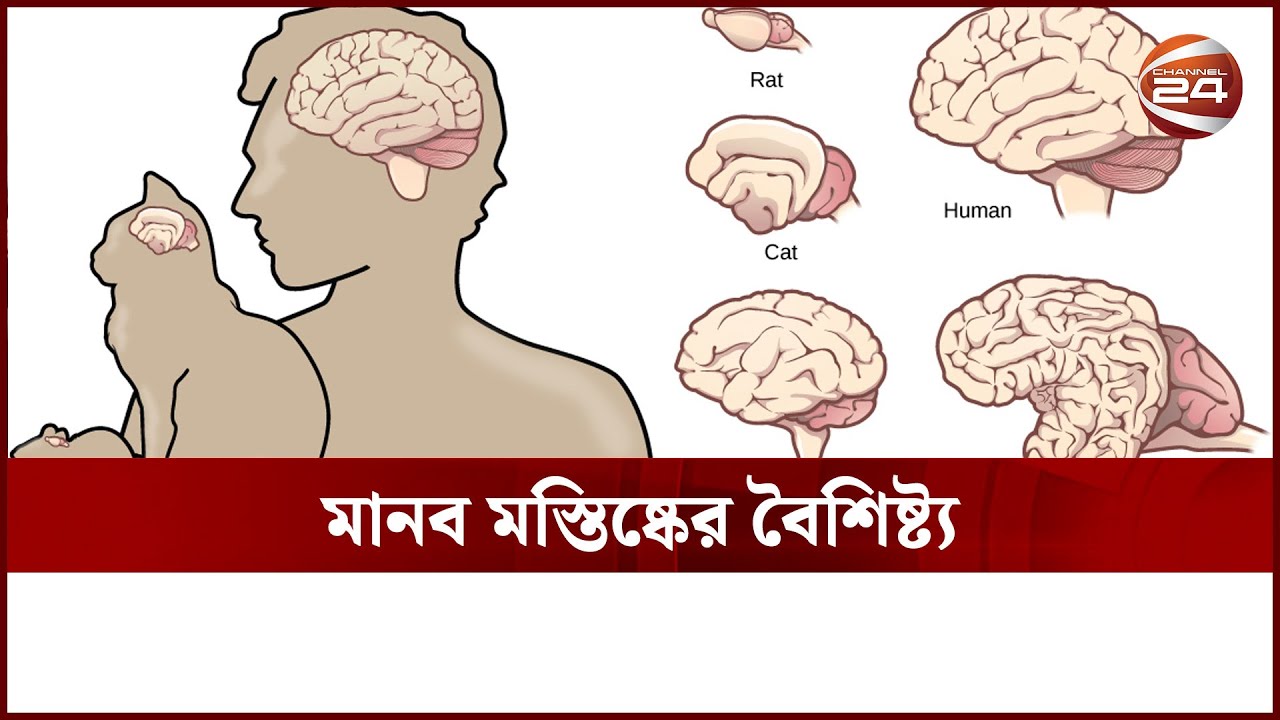 কেন যেকোন প্রাণীর থেকে মানুষের ব্রেন এতো উন্নত? | Human Brain vs Animal ...