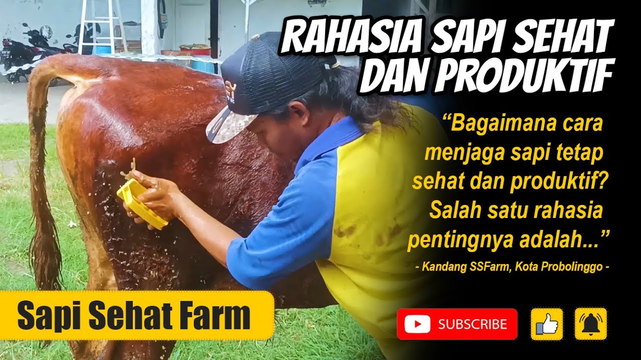 Rahasia Sapi Sehat dan Produktif: Ini Kegiatan yang Penting! - YouTube