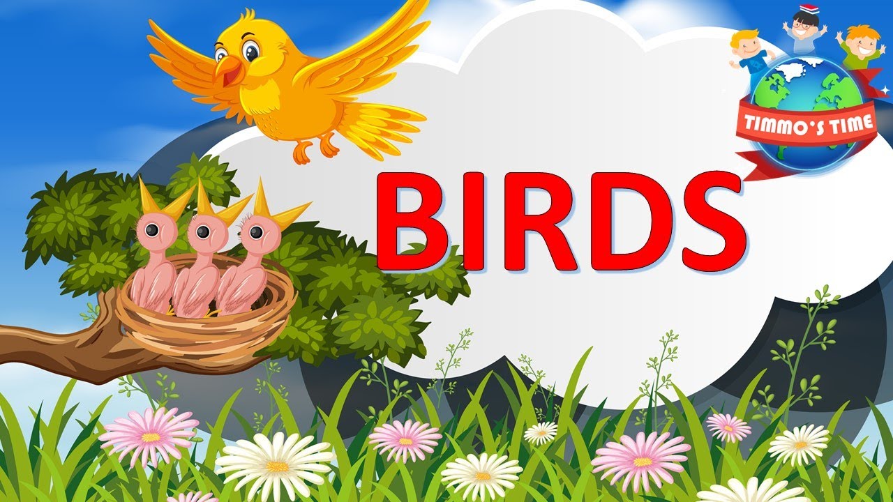 Birds for Kids Learning | Bird names for pre schoolers - YouTube