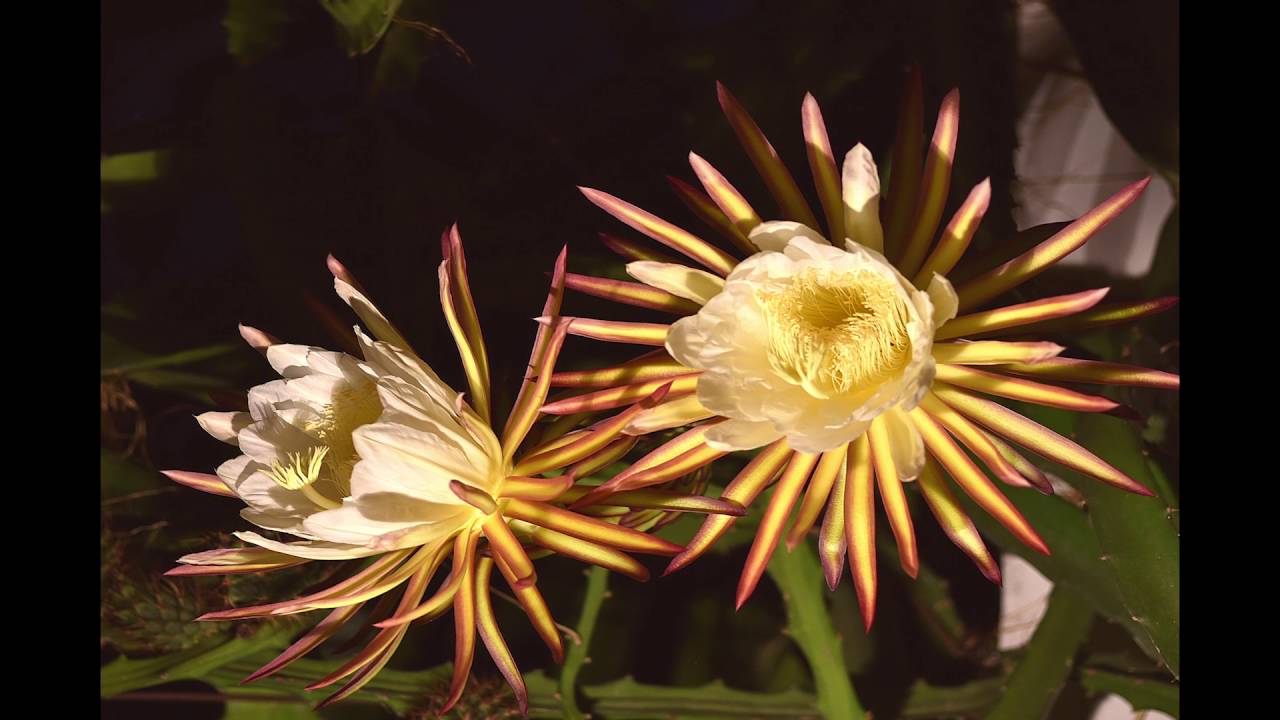 Flor de la fruta del dragón abriendo en Venezuela - YouTube