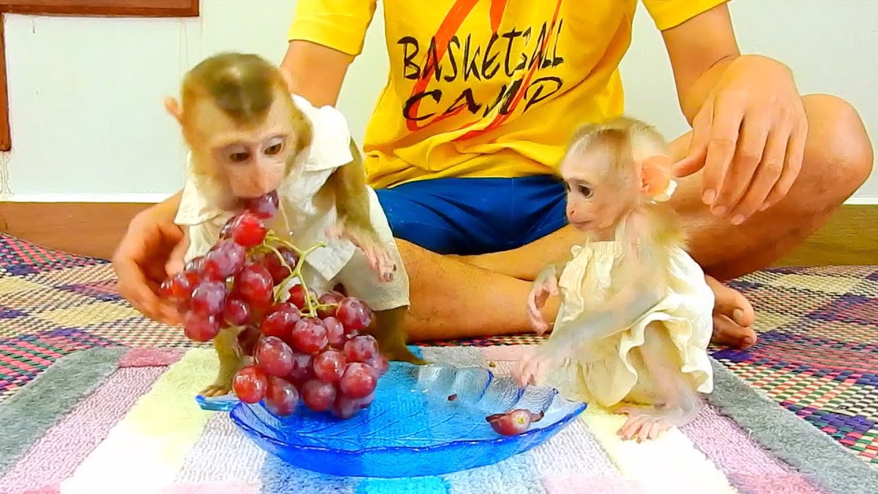 JULIE Stunned Of Greedy POLEE Pull A Whole Cluster-Grapes. - YouTube