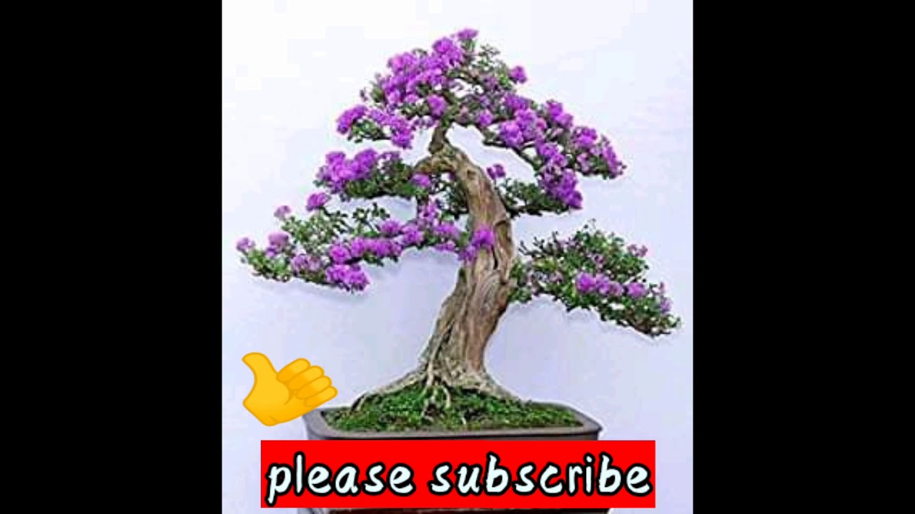 bunsay plants - YouTube