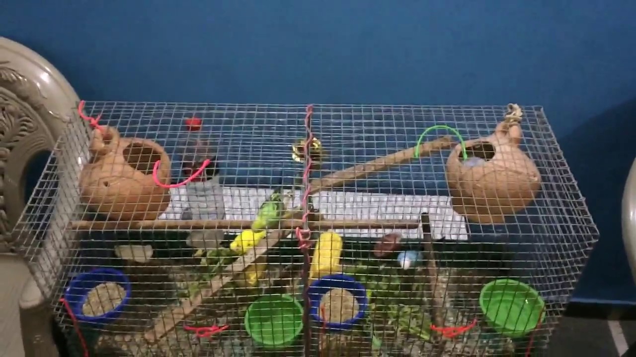 Budgie cage pogrees - YouTube
