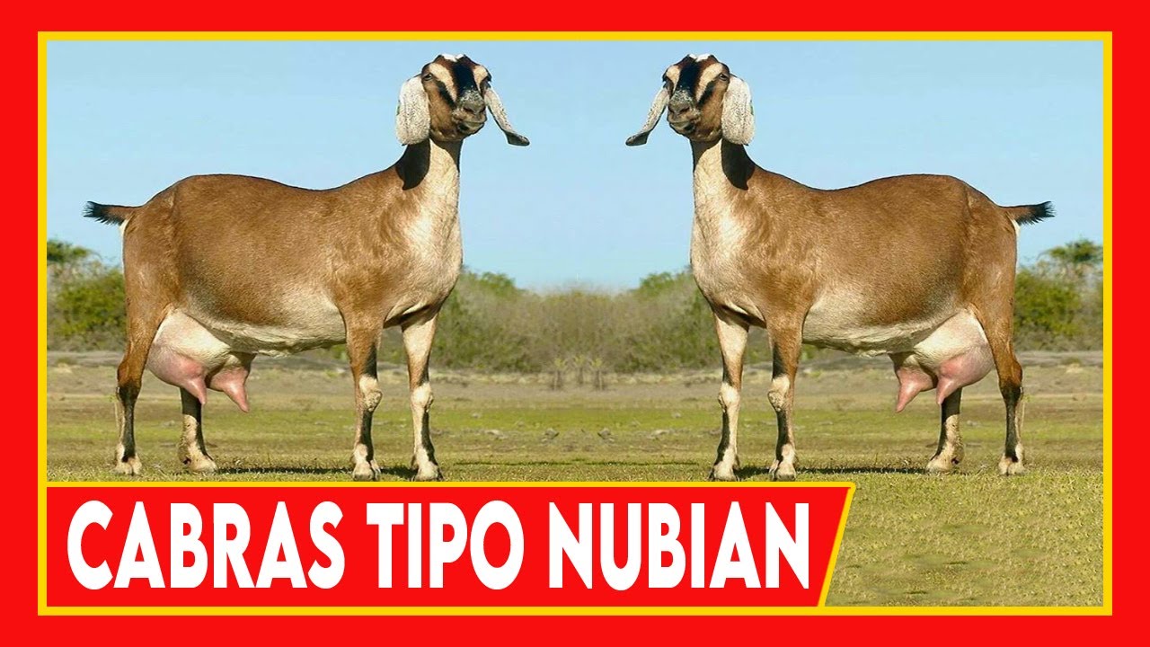 Cabras Nubias Enanas Cabras Nubias En Venta | Milanuncios
