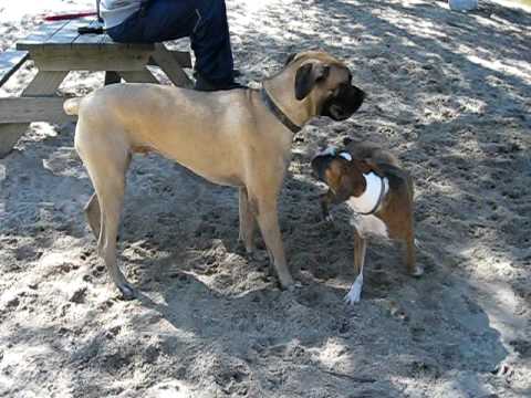 4 of 6, English Mastiff Dozer and Boxer Bo at the dogpark - YouTube