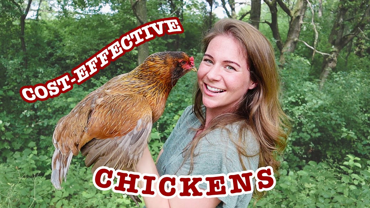 5 Ways Chickens PAY FOR THEMSELVES | More Than Just Egg Laying Hens ...