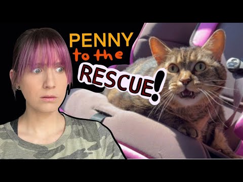 Penny the cat helps me pick out a new outfit! - YouTube