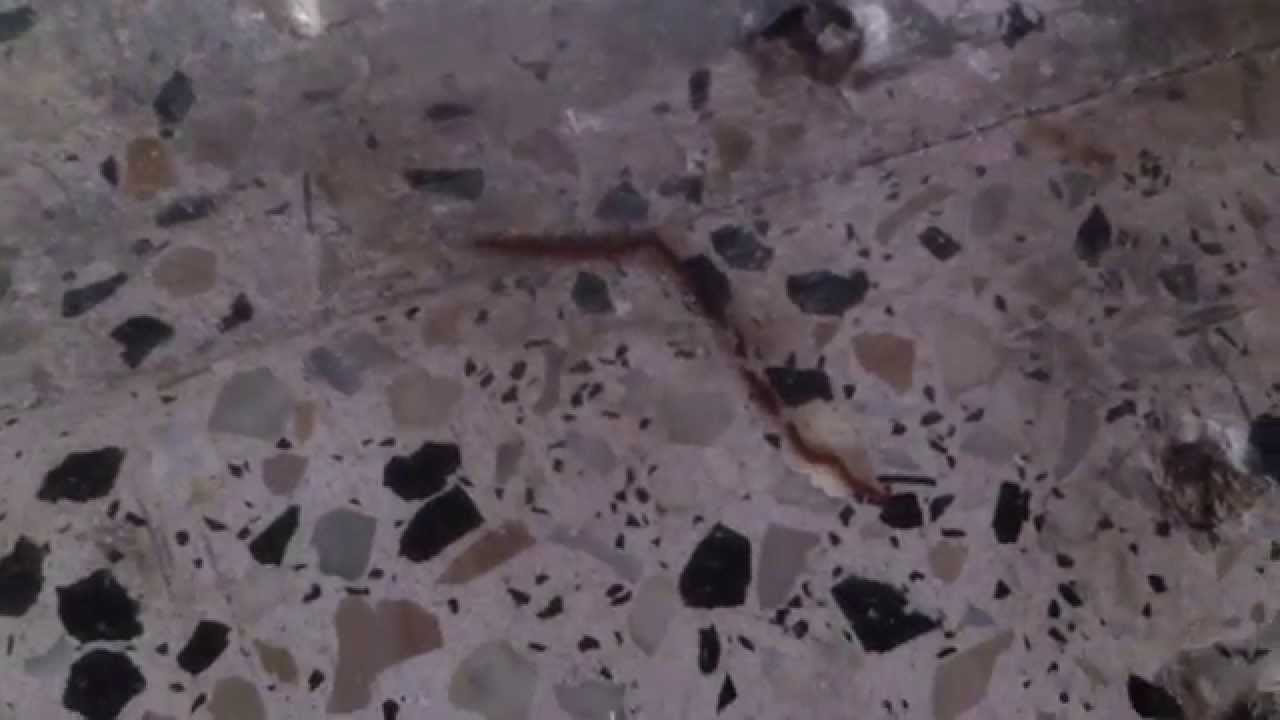 glowing blood of fire centipede - YouTube