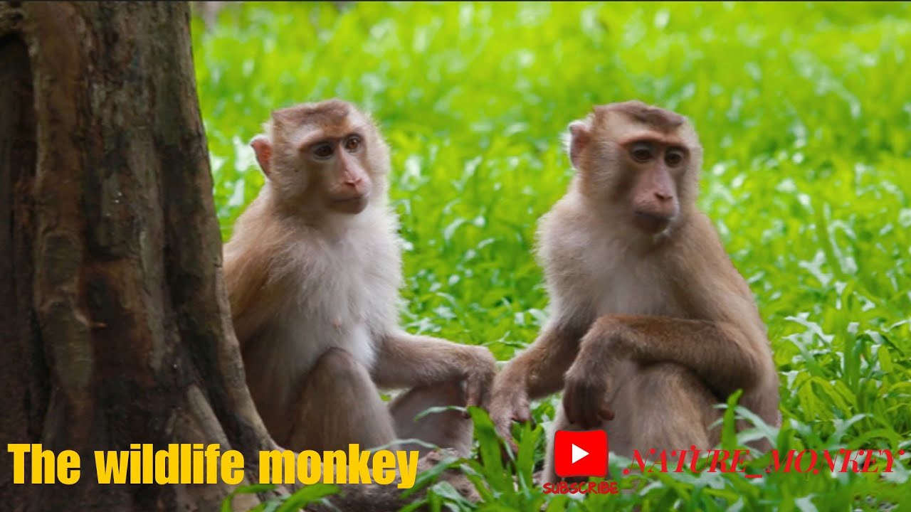 Examine the different ways monkeys communicate with each other ...
