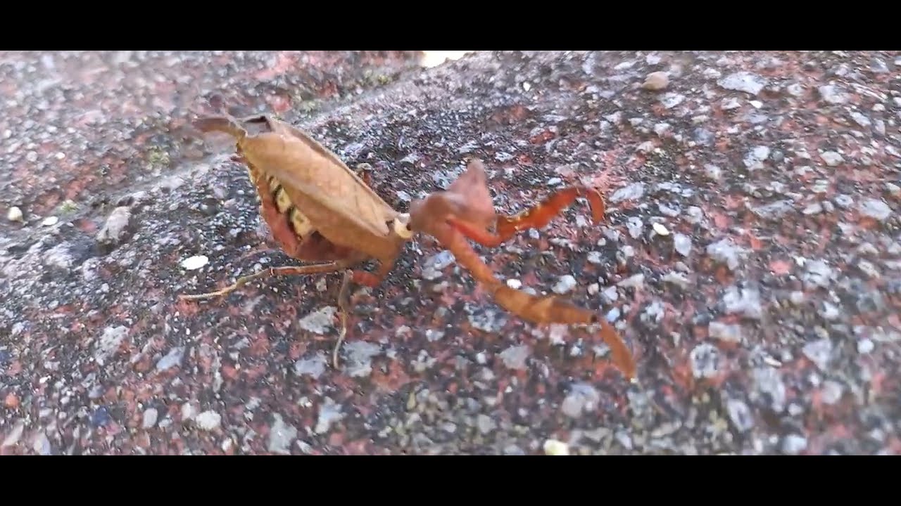 MANTIS RELIGIOSA EXOTICA PARECE HOJAS SECA MARRON - AMAZONIA ...