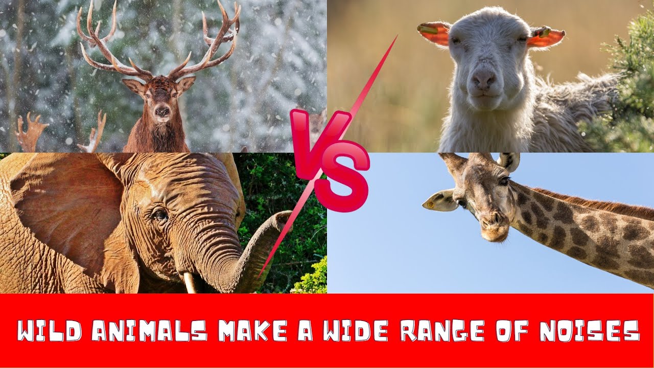 WILD ANIMALS MAKE A WIDE RANGE OF NOISES: GIRAFFES, ELEPHANTS, SHEEPS ...