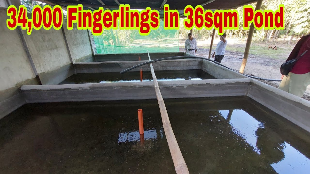 Visiting Hito Farm with 34,000 Fingerlings in 36Sqm Concrete pond - YouTube