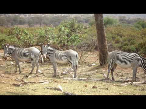 Kenya-細紋斑馬Grevy's Zebra