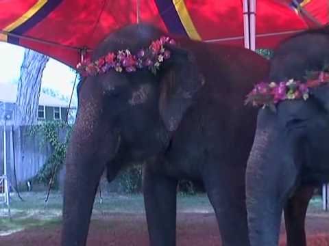OC Fair Elephants - YouTube