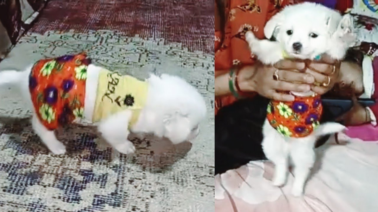 Snowfy luks so Cute in Dress 😘 || Aaj Snowfy pehnega Dress 😘 - YouTube