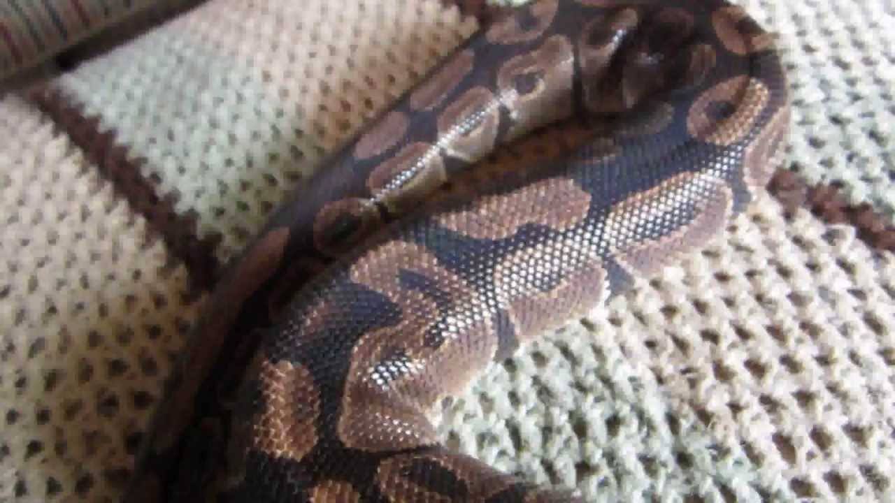 Love Those Big Snakes (Big Adult Ball Pythons) - YouTube