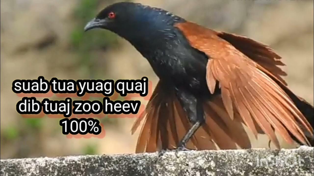 suab tua yuag quaj dib tuaj zoo heev 100% - YouTube