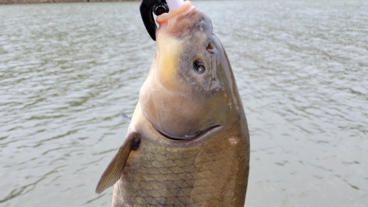 Fish Release Compilation: Catch & Release Fishing - YouTube