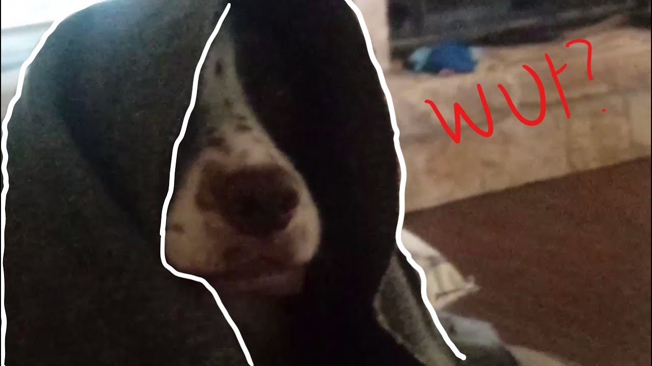 ANGRY DOGGO GETS EXPOSED! - YouTube