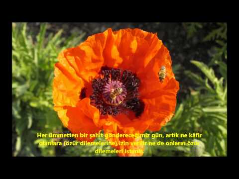 NAHL-(NAHL)-SURESİ-Ebubekir Şatiri-Abu Bakr Al Shatri