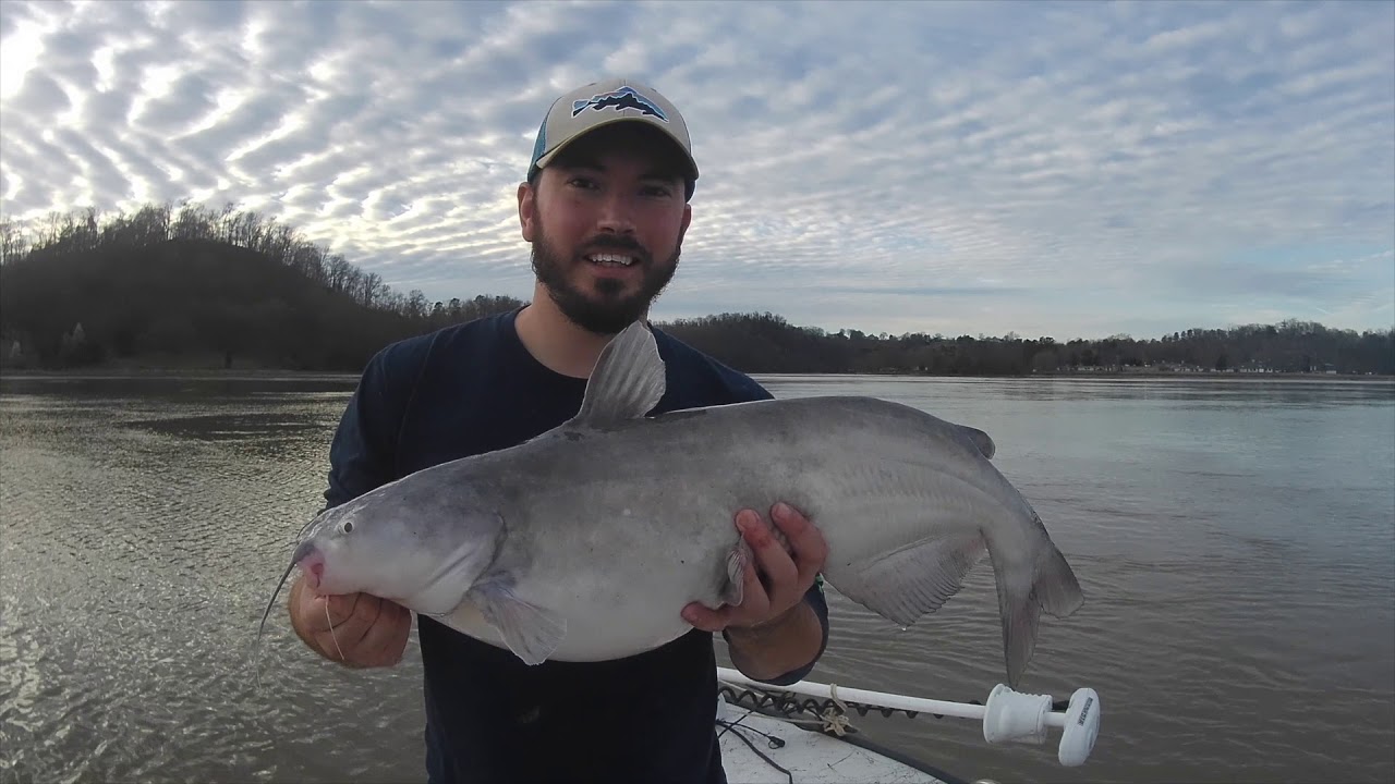 Catfishing in Heavy Current!!! - YouTube