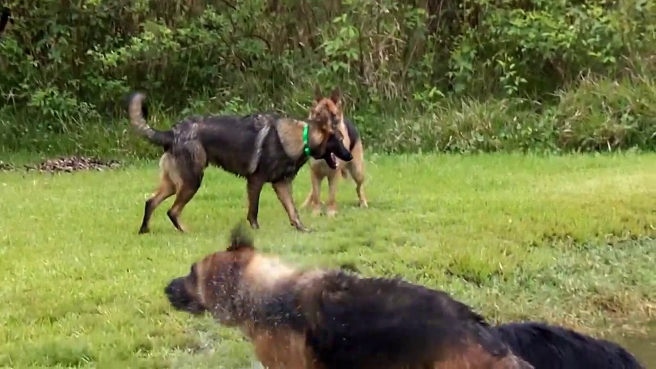 AWESOME GERMAN SHEPHERD PACK - YouTube