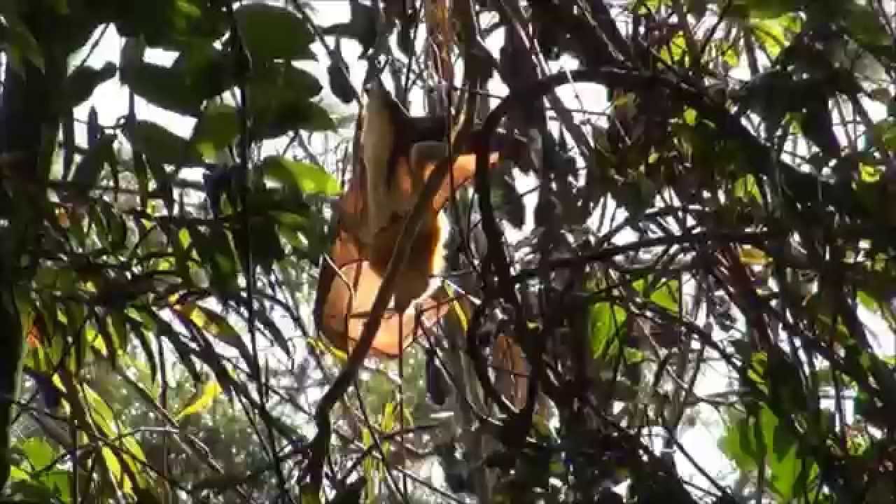 Rare white flying fox spotted on Sunshine Coast - YouTube