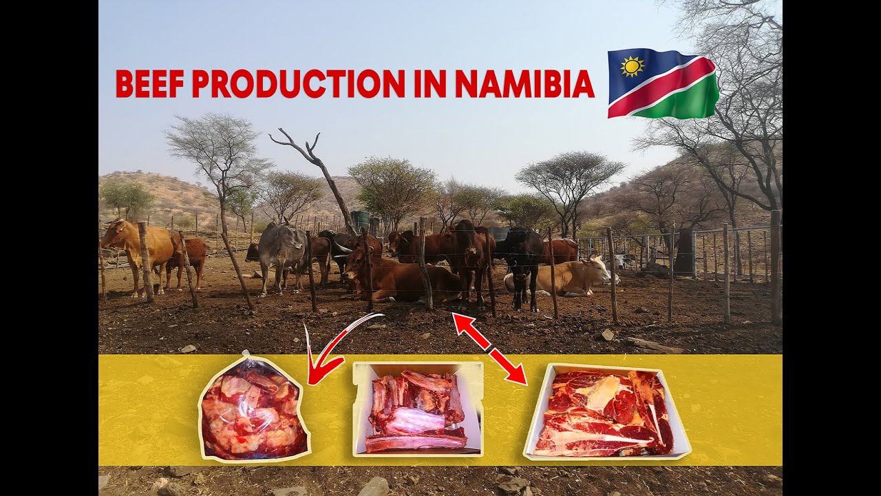 How we slaughter cattles in an African country - Namibia //Butchery ...