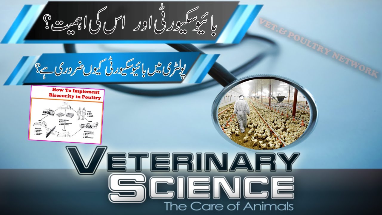 Biosecurity & what is its importance/Why biosecurity is so important at ...