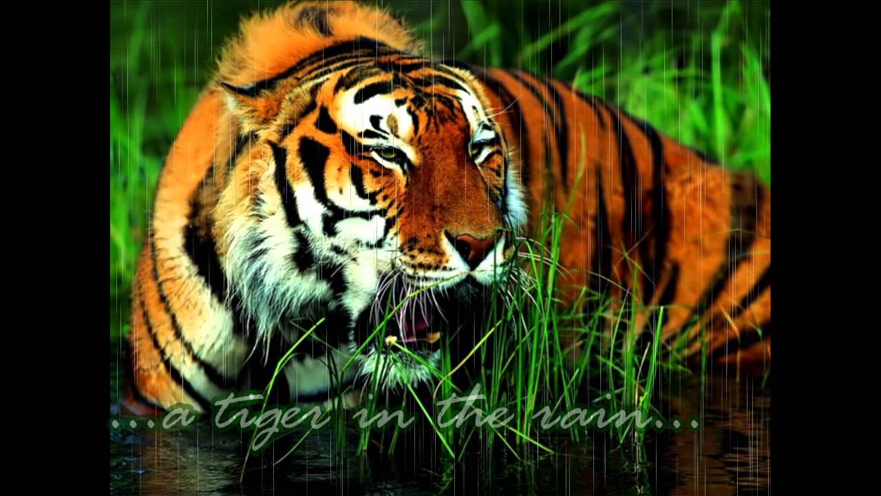 Tiger In The Rain - Michael Franks - YouTube