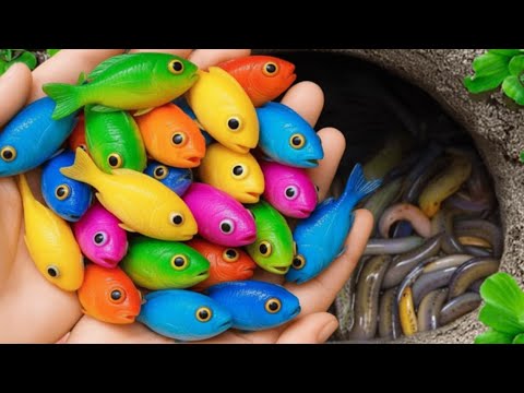 Catch Stranger Freshwater Aquarium Fish In Giant Colorful Egg, Turtle ...