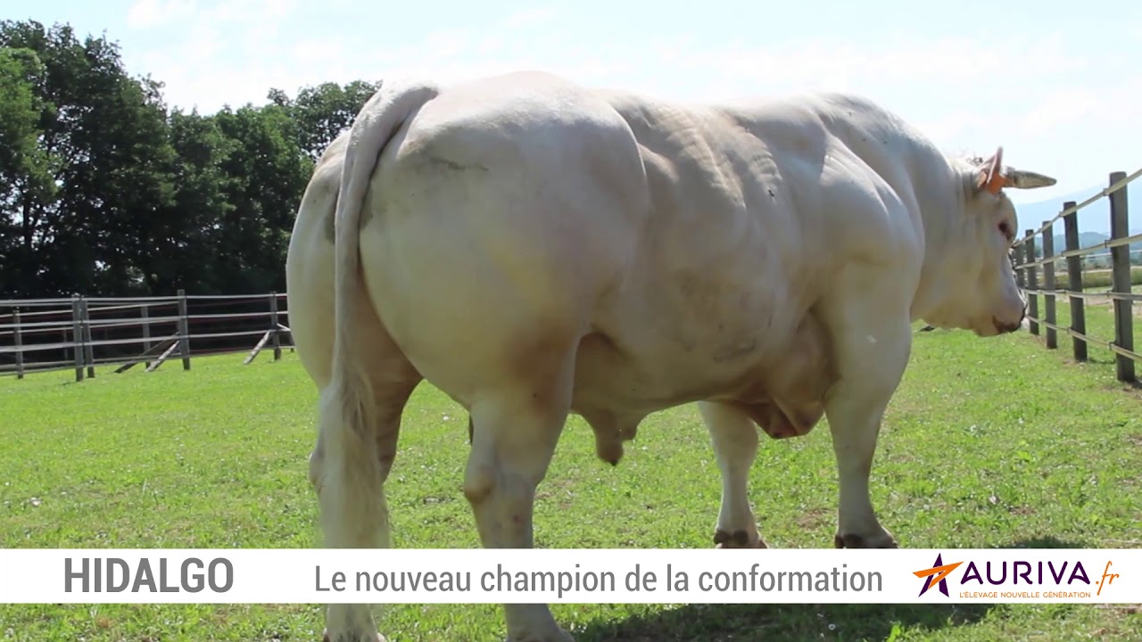 HIDALGO [INRA 95] - YouTube