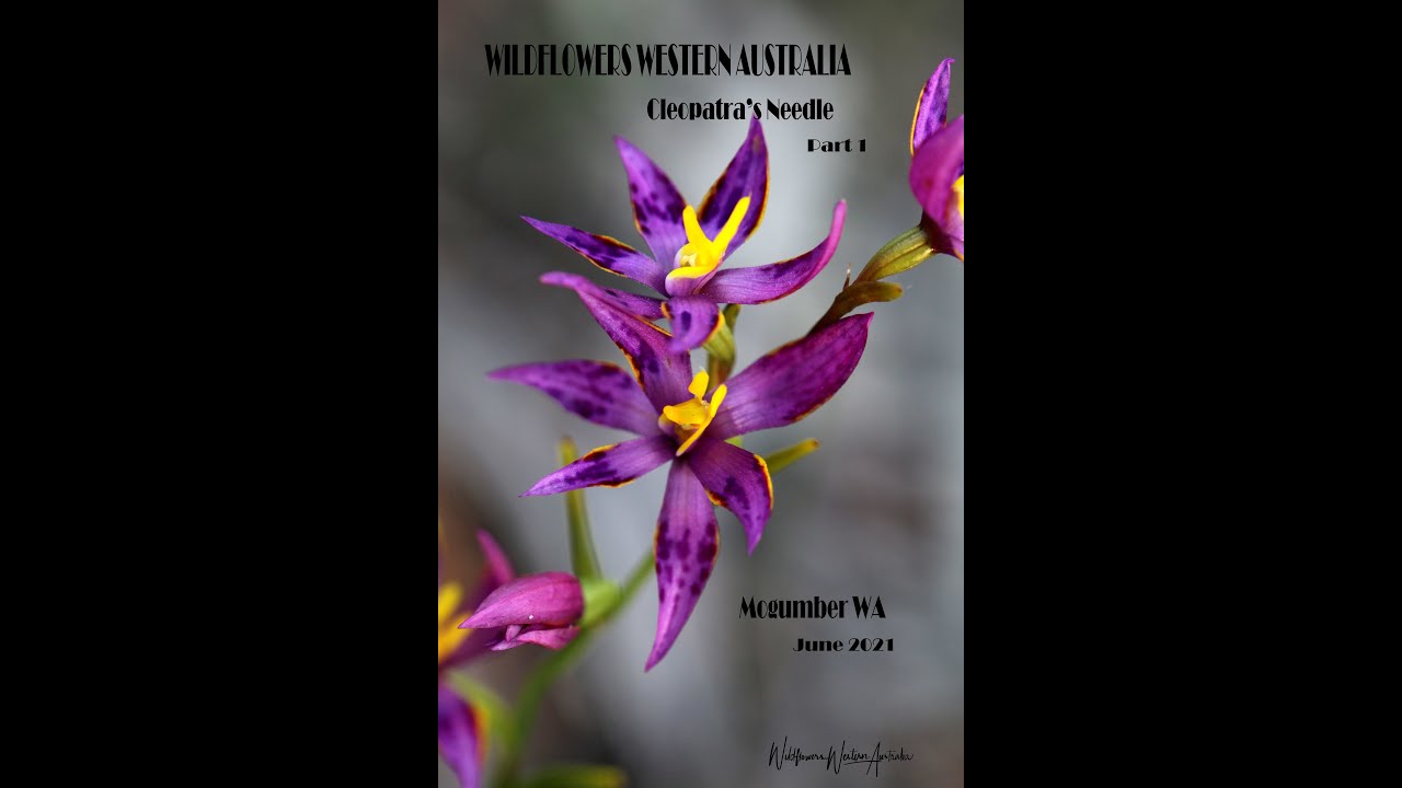 Where to find the Cleopatra's Needle, Mogumber WA -Joanne Sharpe - YouTube
