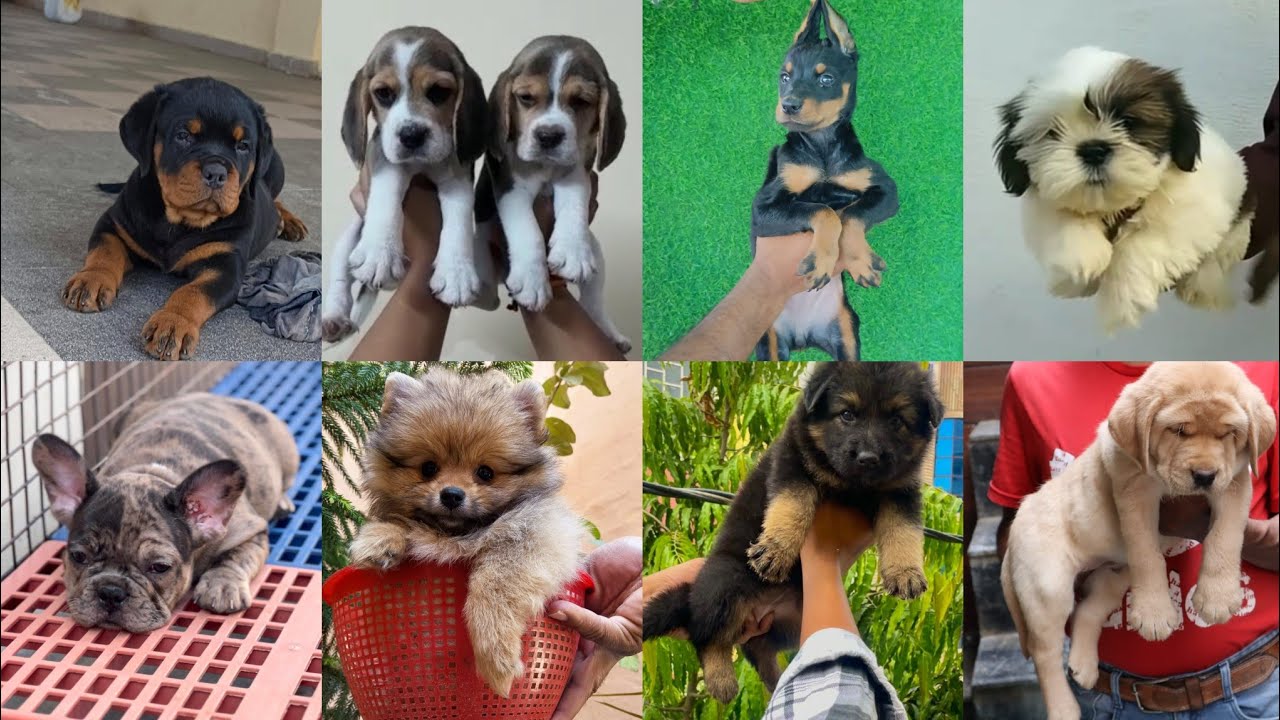Dogs adoption in Guwahati and all Assam delivery ! Cash On Delivery ...