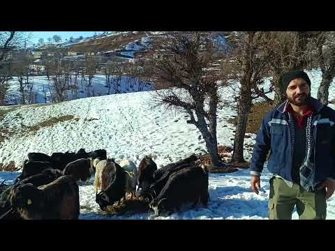 ciyaye Zozan