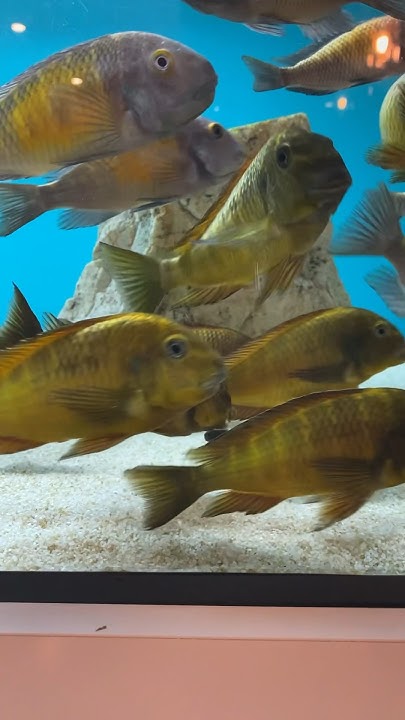 🌈Tropheus F0 Kasakalawe & F0 G. Kazumba #fish #aquarium #cichlid # ...