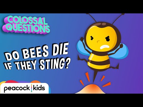Why Do Bees Die When They Sting You For Kids