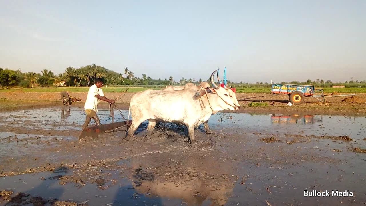 bull ploughing in deep mud by farmer for paddy plants growing | bull ...