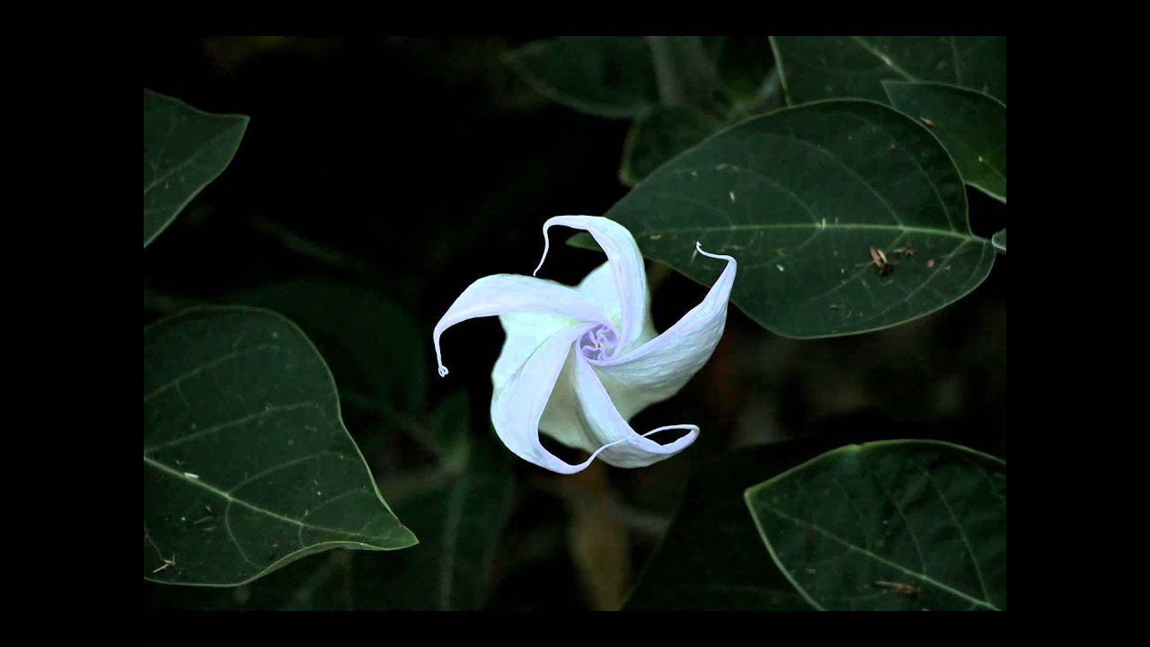 Datura Inoxia Blooming Time Lapse - YouTube